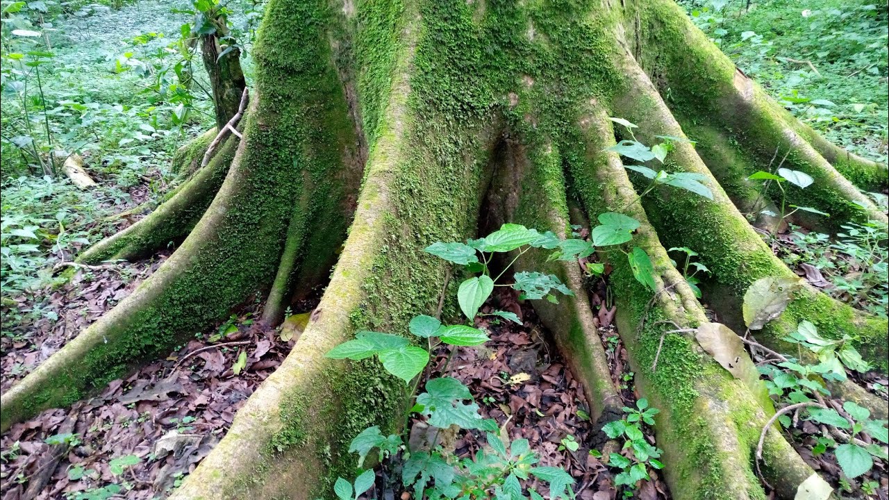 Ambient nature of the Nandi South forest - Nandi, Kenya - YouTube