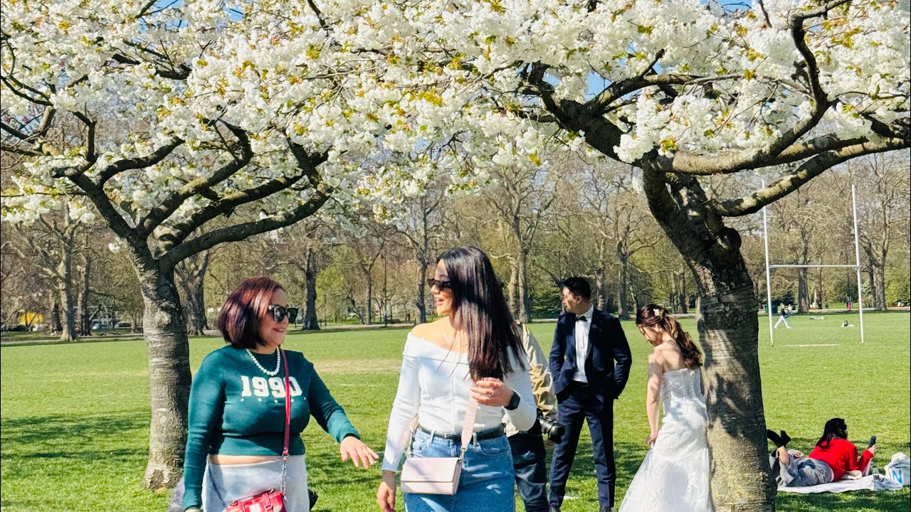 London ko famous spring season ko cherry blossom 03/04 /2025 - YouTube