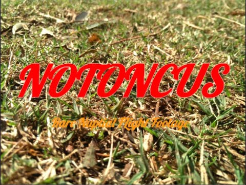 RARE NOTONCUS MASSIVE NUPTIAL FLIGHT FOOTAGE | Epic Video Presented By ...