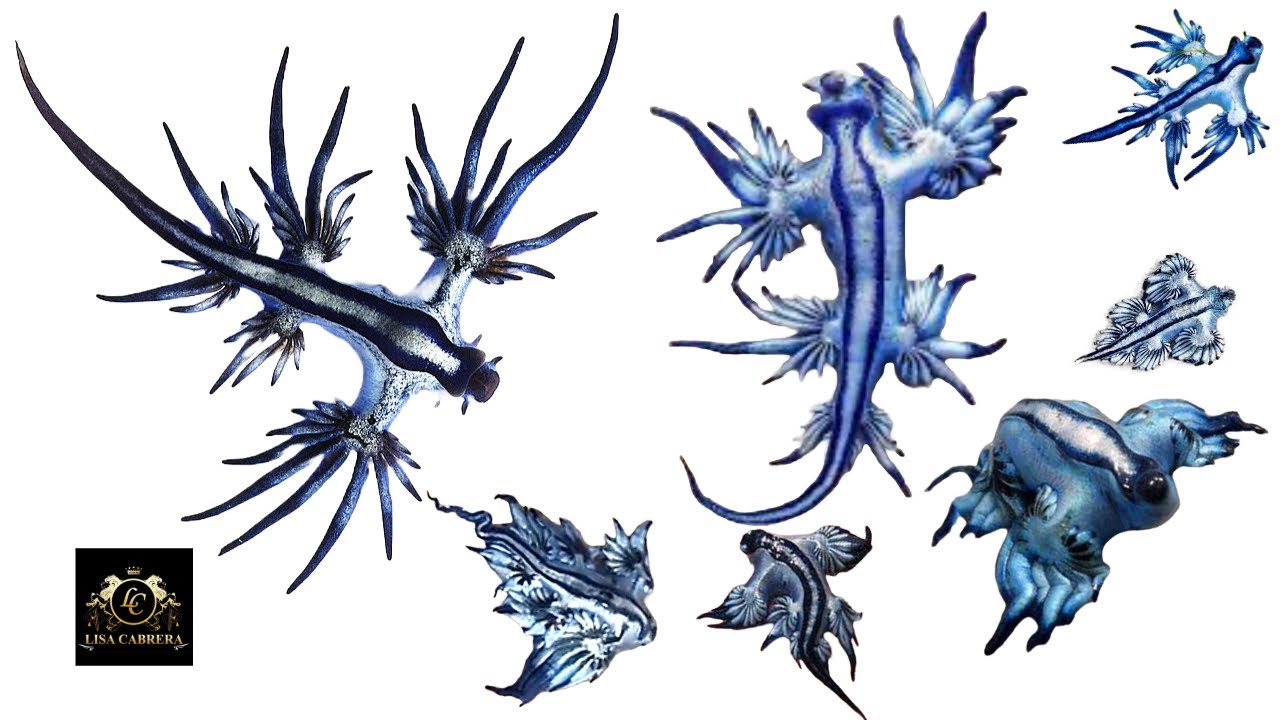 Texas: Researchers Warn Beachgoers About Blue Dragon Season - YouTube