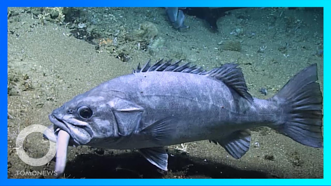 Video langka ikan besar telan hiu; Kebakaran hutan Australia ciptakan ...