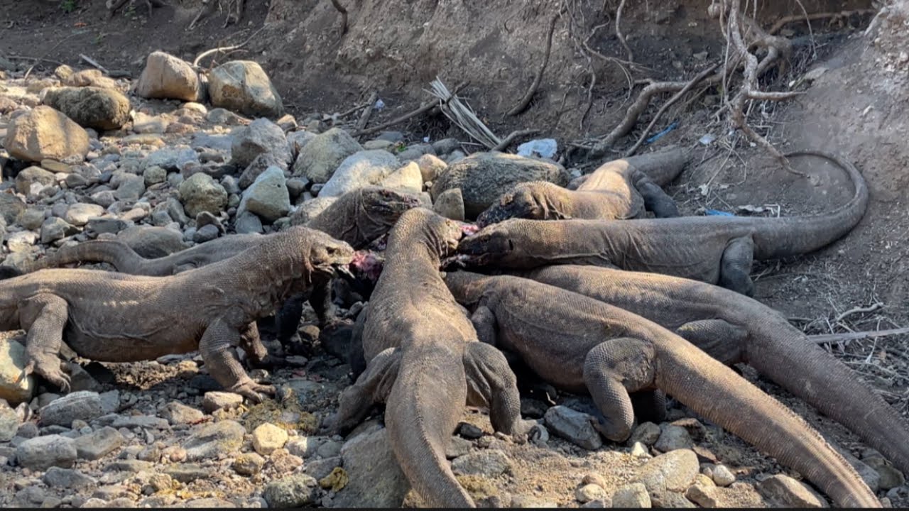 Komodo Ambushes Its Prey — a Ruthless Beast When It Eats‼️😱 - YouTube