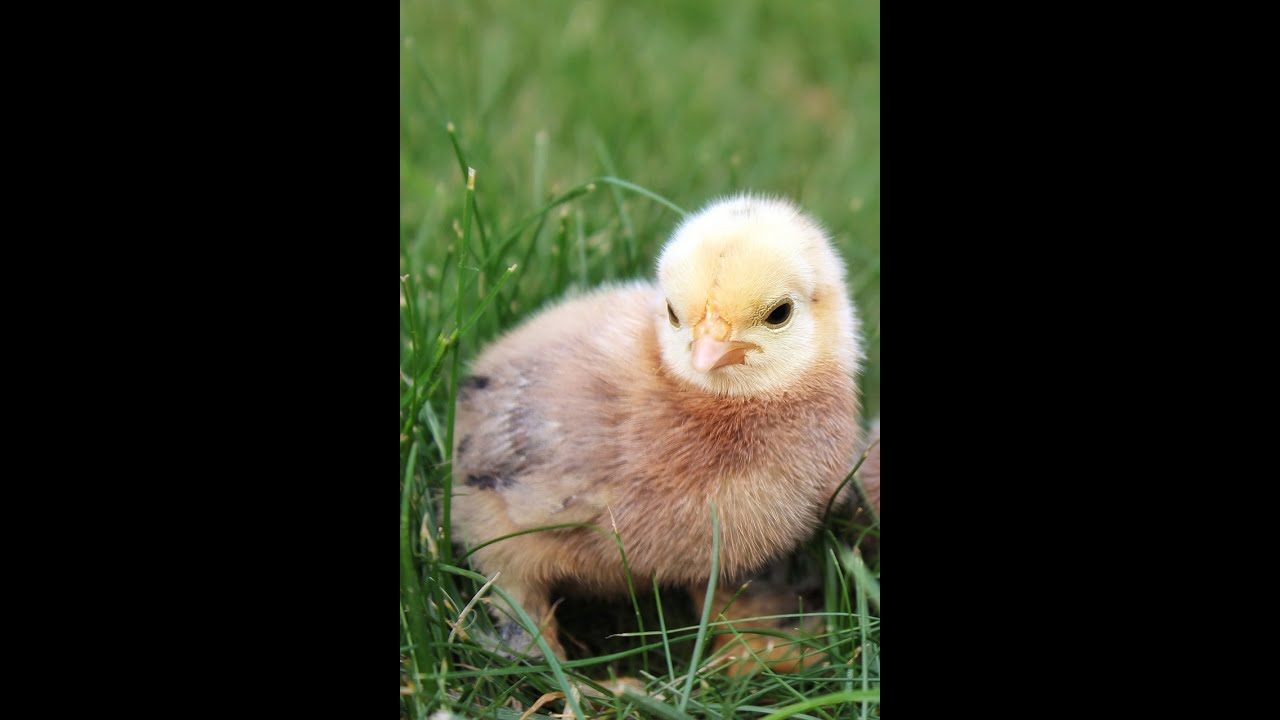 Sounds of chickens. Baby Chicks Chirping Sounds 10 Hour - YouTube