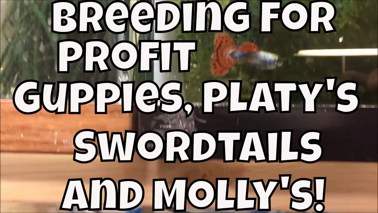 Breeding Guppy Fish for Profit Breeding Sword Tail fish for profit How ...