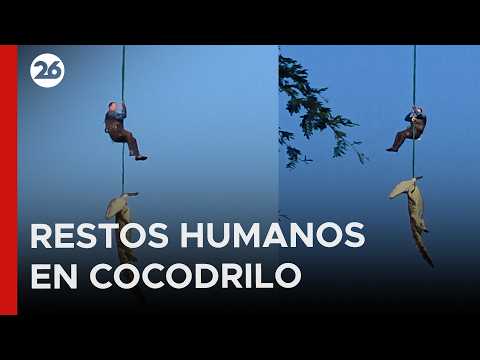 🇿🇦 HORROR EN SUDÁFRICA | Hallan restos humanos dentro de un cocodrilo tras una búsqueda extrema