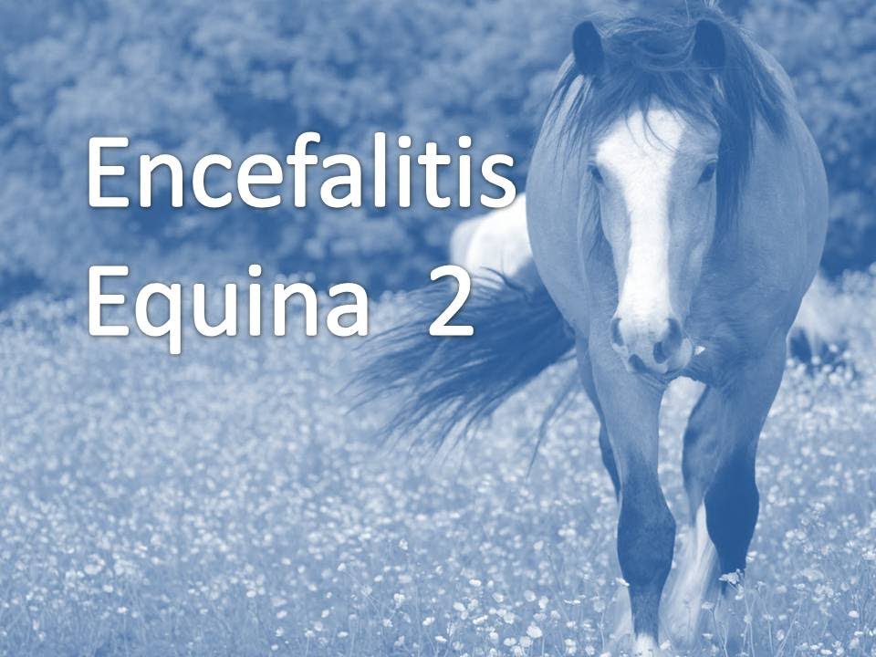 Encefalitis Equina 2 - YouTube