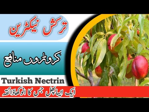 Nectarine Turkish // Trkish nectarine Plant Farming // High yelled crop ...