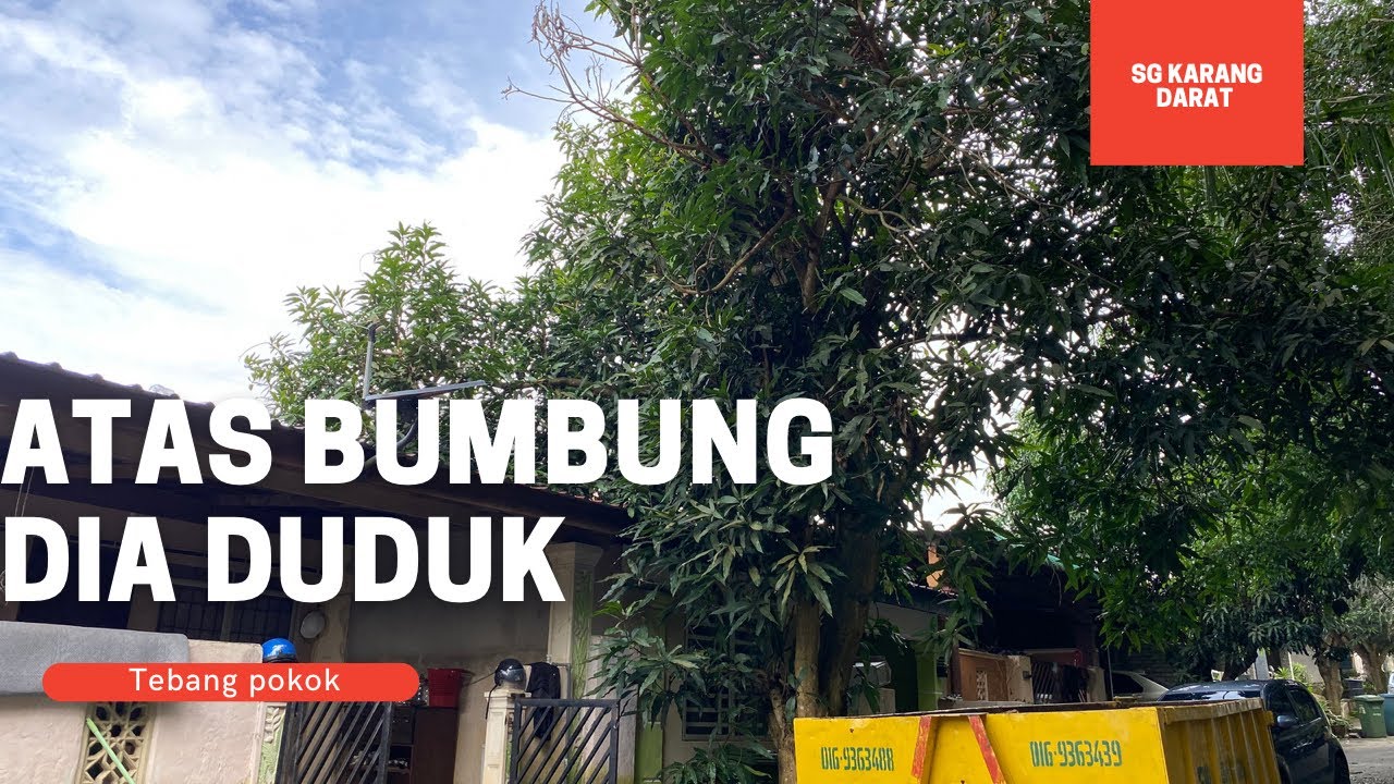 Tebang pokok mempelam yang tricky di Sg Karang Darat Kuantan - YouTube