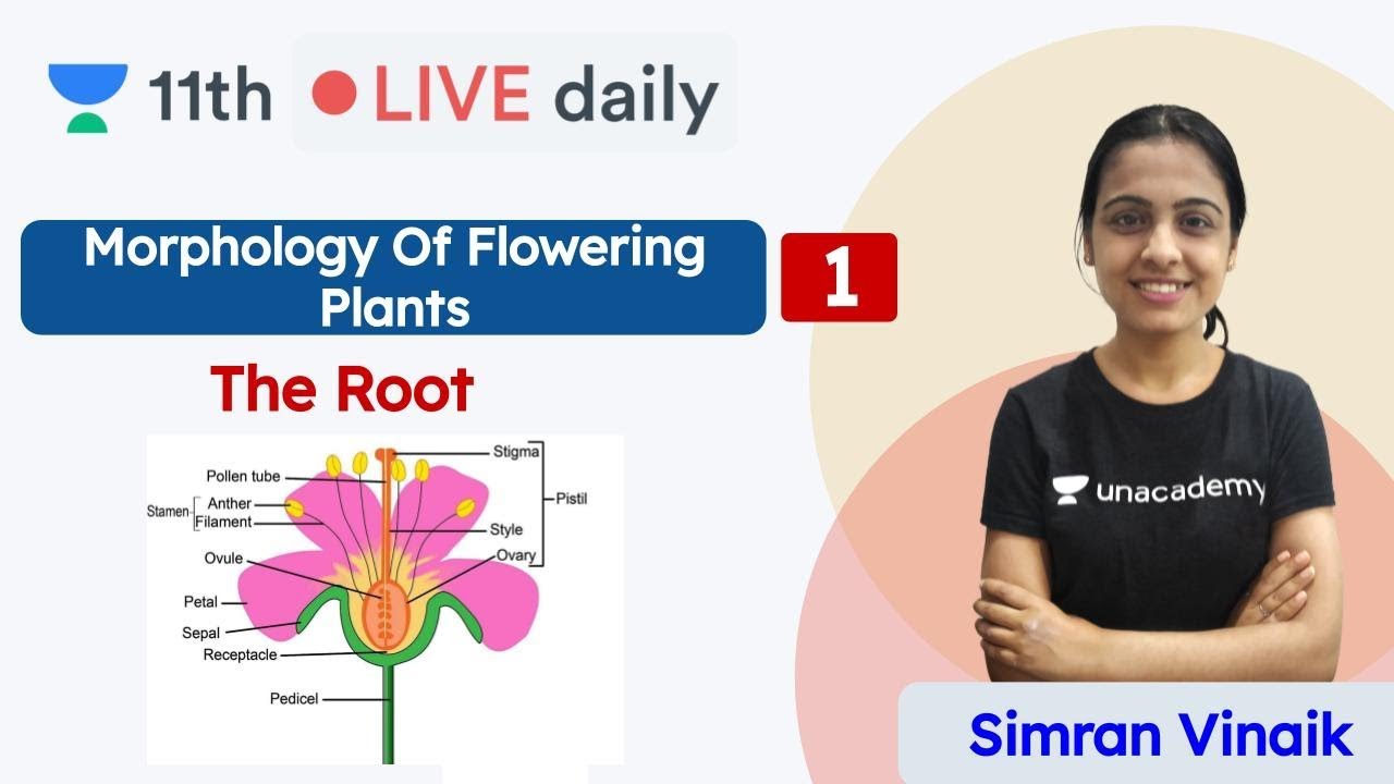 CBSE Class 11: Morphology Of Flowering Plants L 1 | Biology | Unacademy ...