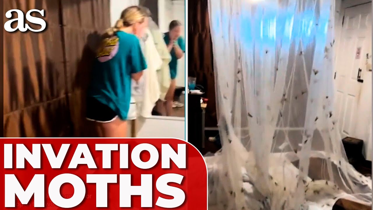 THOUSANDS of MOTHS and A COBRA INVADE Thai hotel room after guests ...
