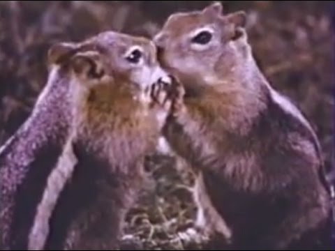 Squeak the Squirrel (1957) - YouTube