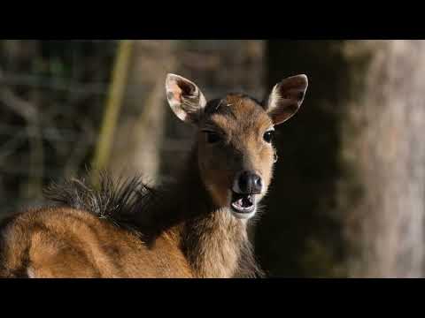 Graceful Antelope/Cadlma #antelopes #zoo #nature #antilope #animals #relax #zooanimals