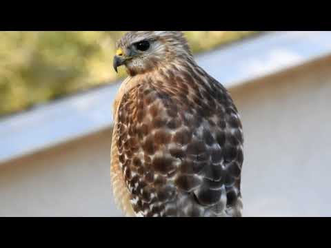 Cute Red Shouldered Hawk Visit Me At Home - YouTube