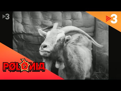 NODO 12 d'octubre - Polònia