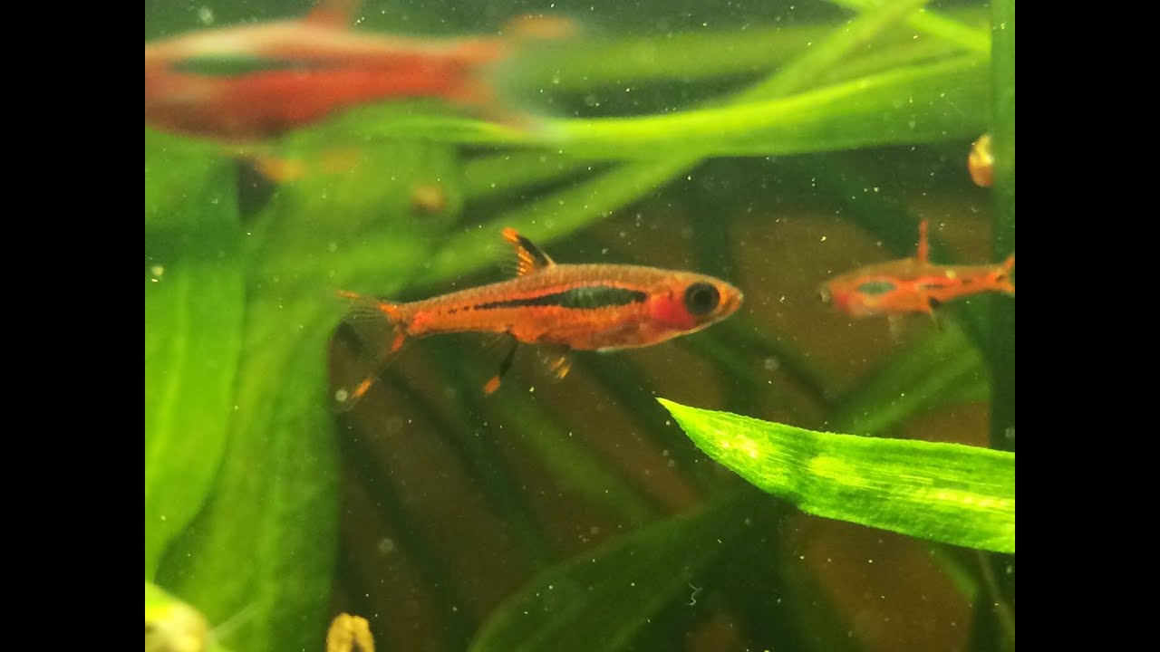 Boraras brigittae (Mosquito Rasbora, Chili Rasbora) - YouTube