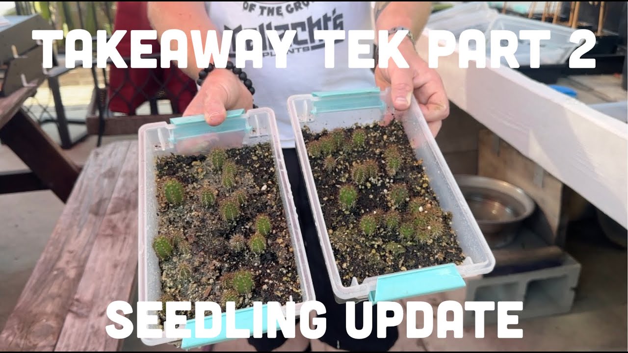 Takeaway Tek Part 2 - Seedling Update | Mallacht's Plants - YouTube