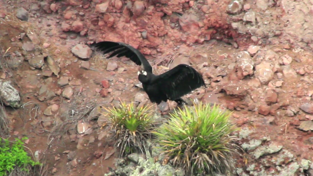 NIDO DE CONDOR - YouTube