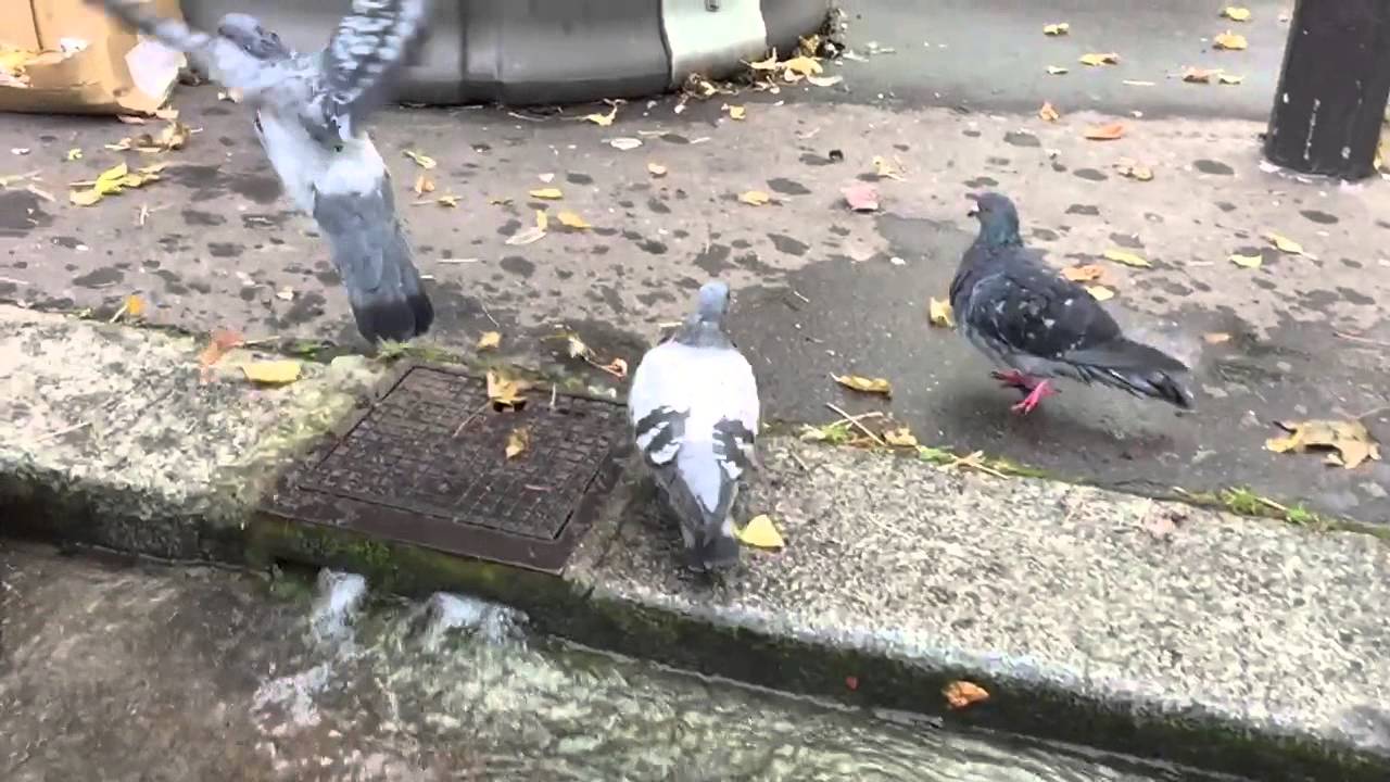 Matrix Pigeon Bullet Time - YouTube