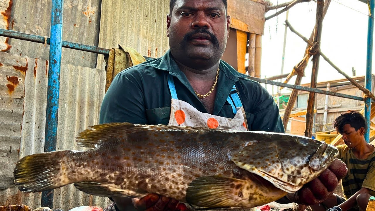 GROUPER KALAVAN FISH CUTTING BY SPEED SELVAM | HD VIDEO | IN KASIMEDU ...