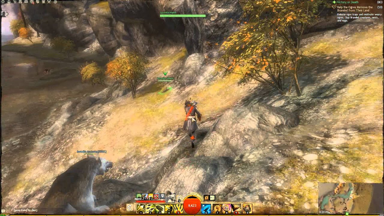 GW2 Ranger Pet Locations - Hawk - YouTube