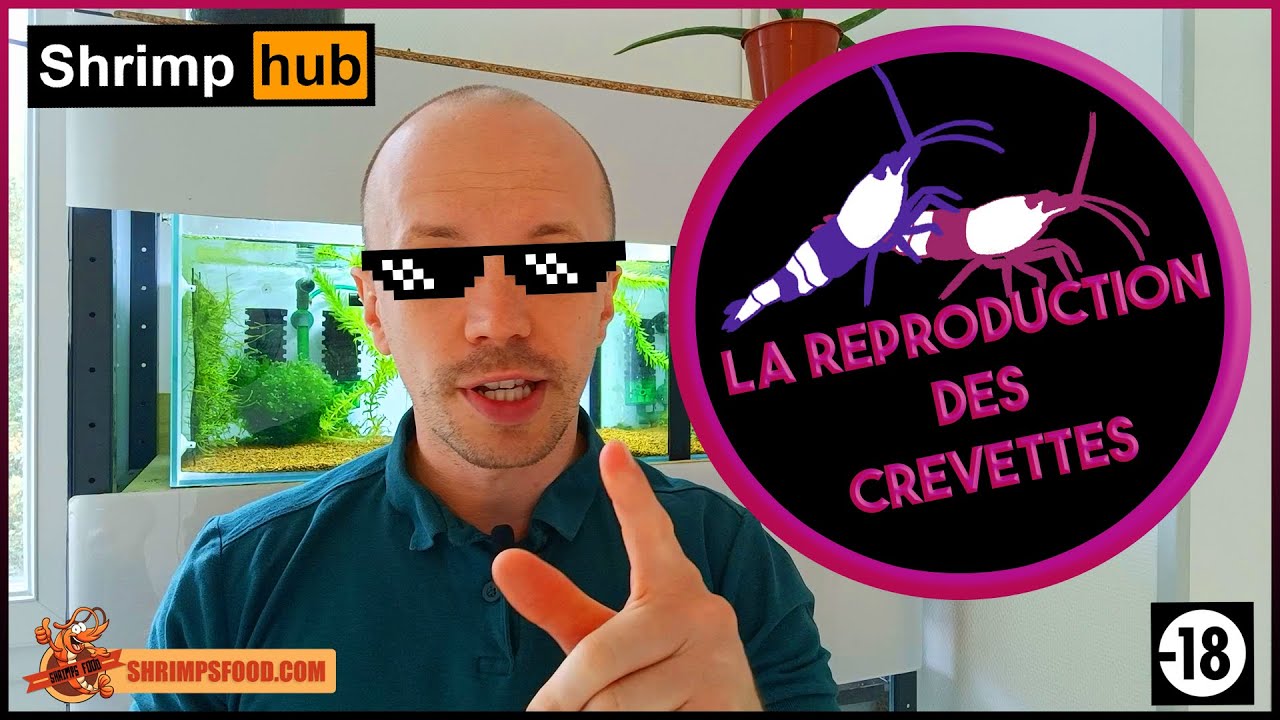 La reproduction des crevettes d'aquarium - YouTube