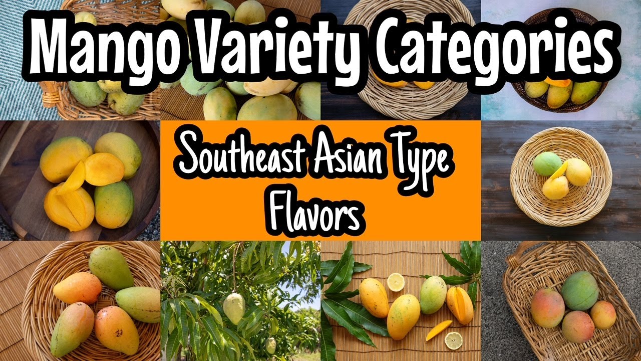 Mango Variety Groupings | Southeast Asian Type Flavors - YouTube