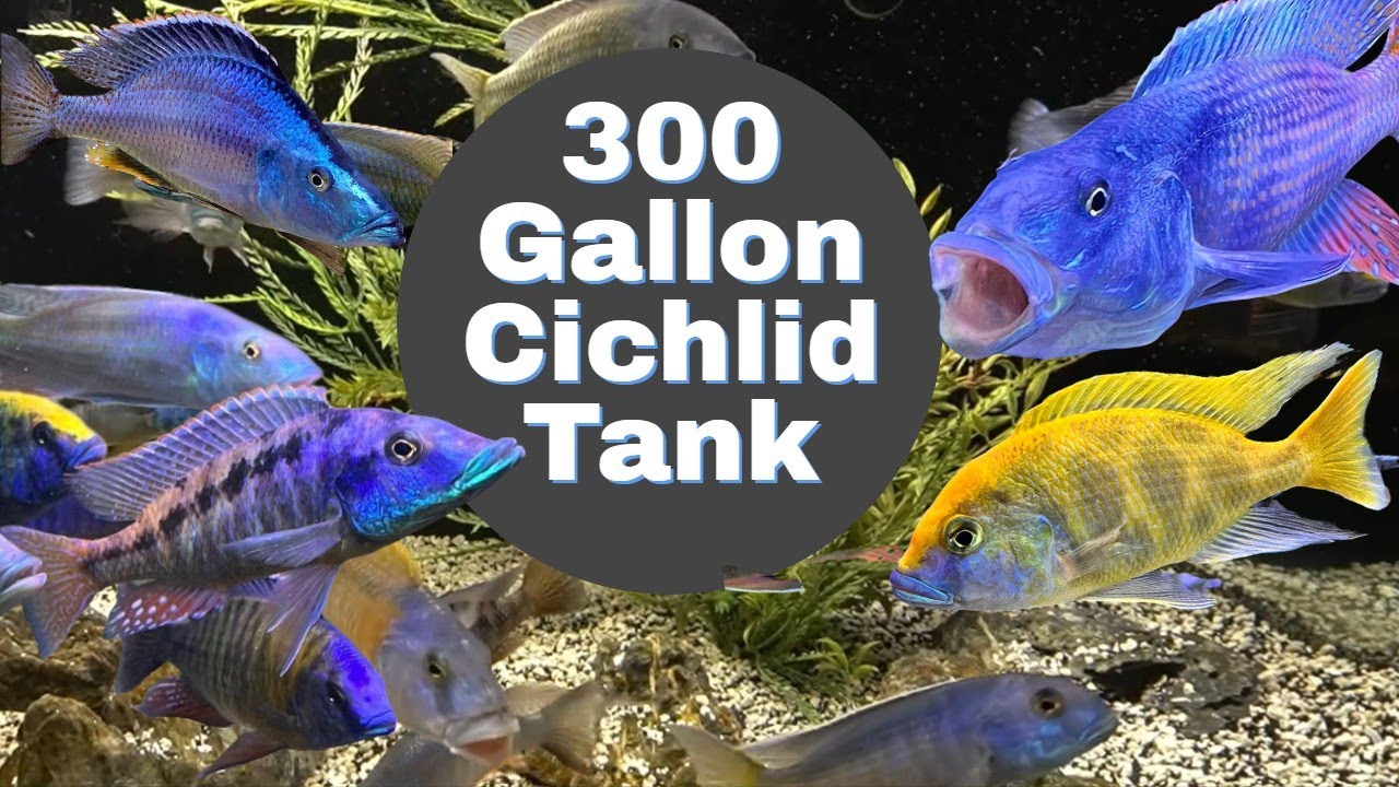 EVERY PART of My 300 GALLON TANK REVEALED! [Setting Up a BIG TANK ...