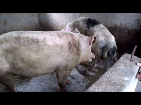 Pig Mating 🐷 New Boar Vs Old SOW - Take the pig to graft.to get money ★ Dusama Farms! #255