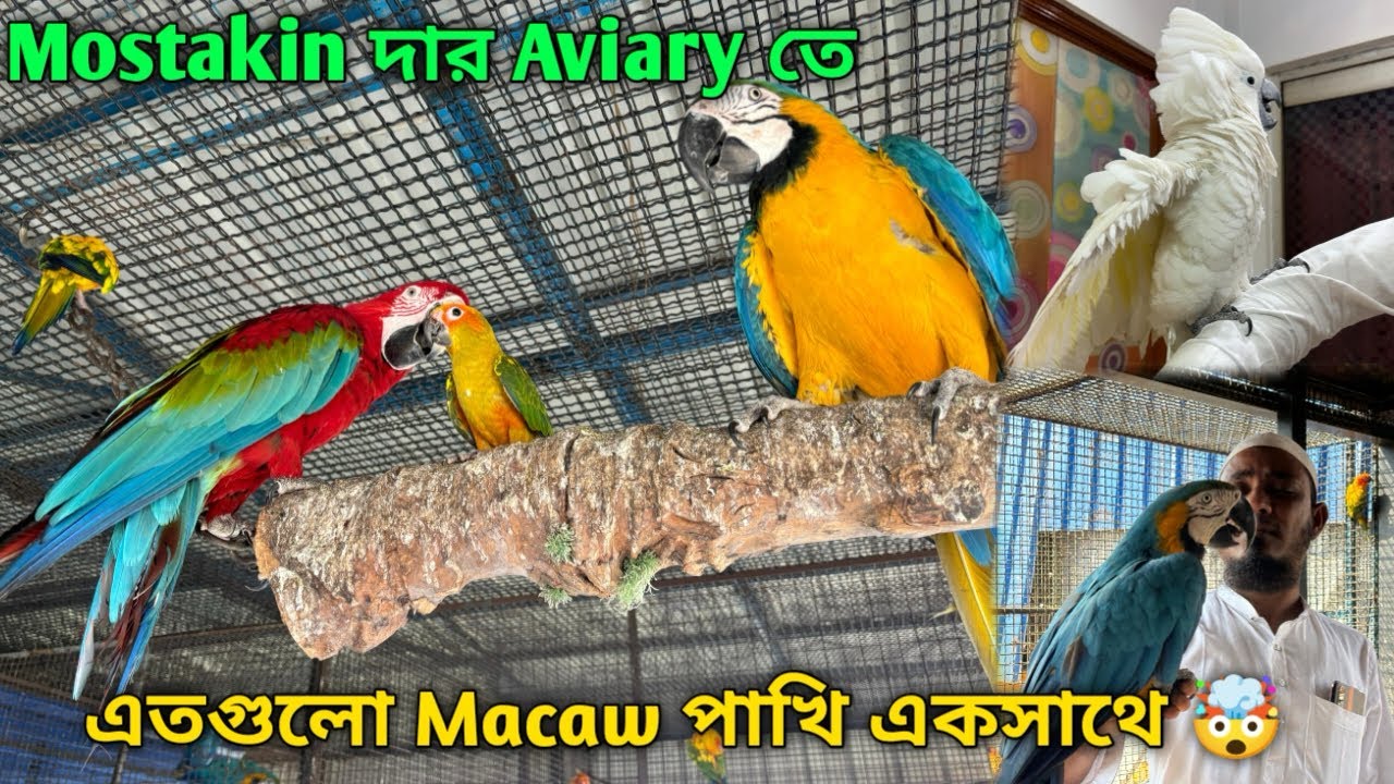 Exotic Bird Aviary In Howrah 🔥 | Premium Quality Macaw, Cockatoo, African Grey Parrot Etc.🤯 ...