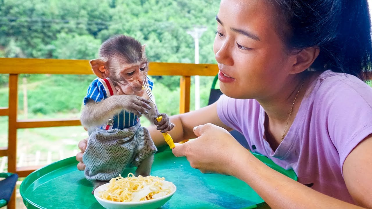 Baby Monkey MiMi’s Sweet Life in the Care of Her Mother - YouTube
