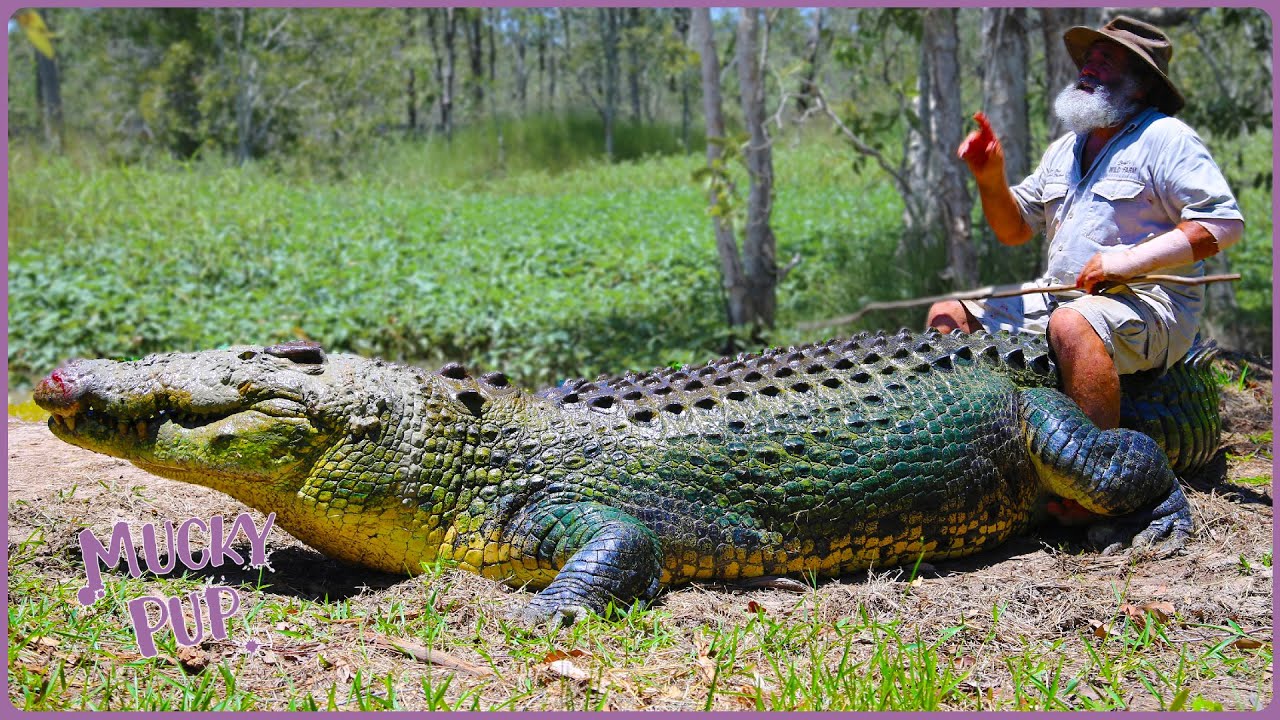 Aussie Crocodile Hunter Collects Croc Eggs 🥚 | Deadliest Pests Down ...