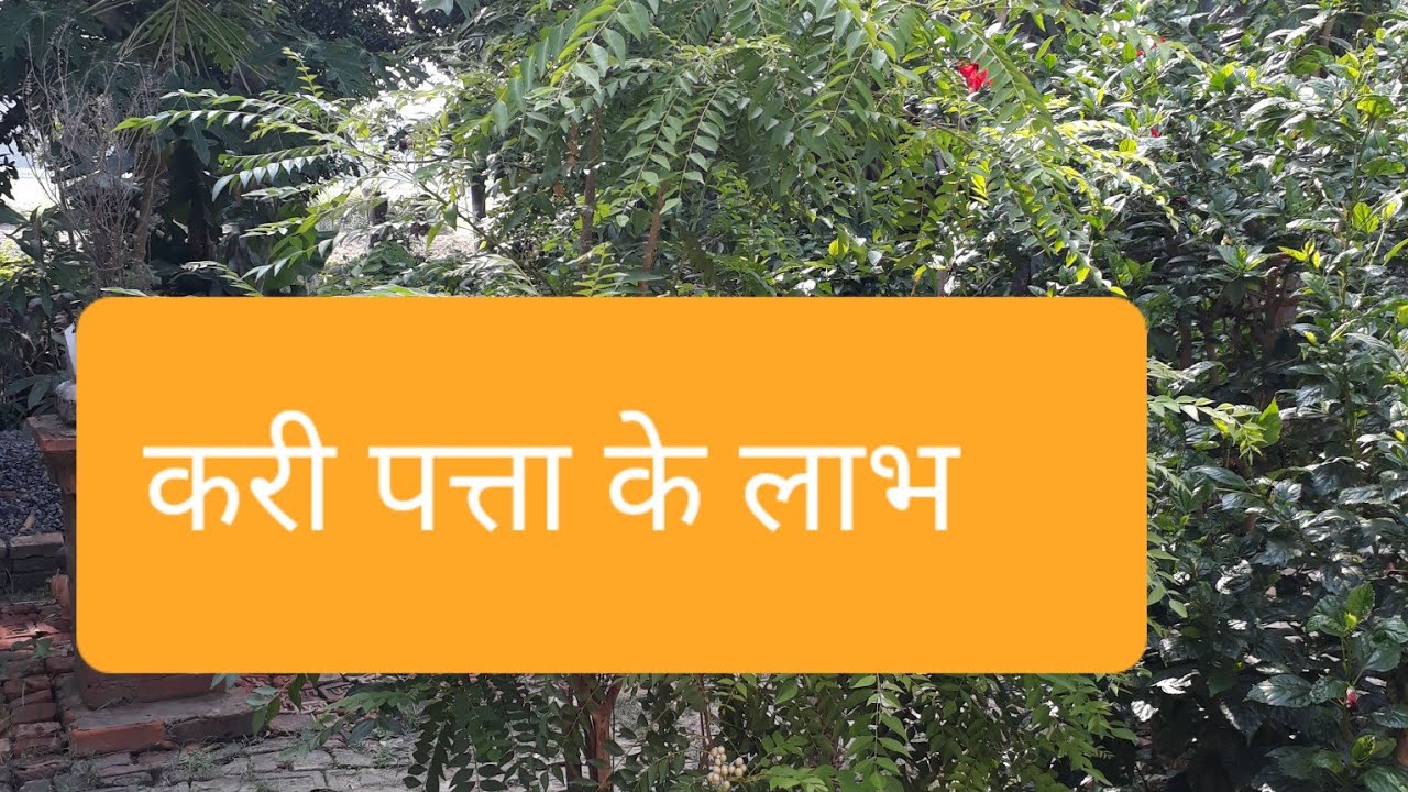 kari patta ya mitha neem ke fayada - YouTube