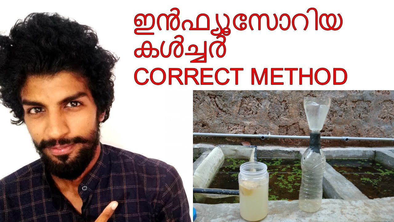 Infusoria culture correct method | Vivek Parayil | Parayil Aqua - YouTube