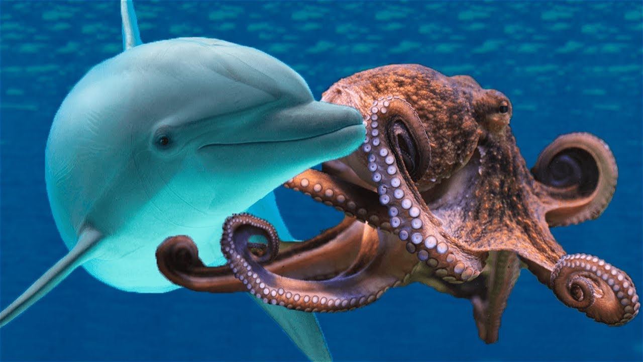 Amazing Octopus Compilation Clever Compilation: Crazy Ocean #8 - YouTube