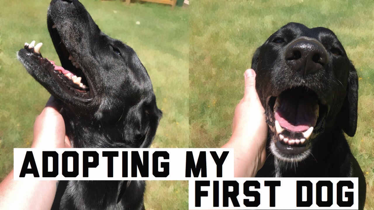 Adopting My First Dog | story time, 2 year anniversary, how he's ...