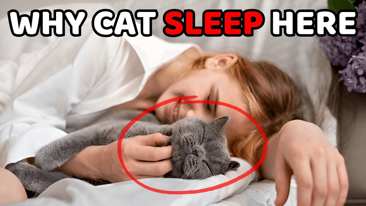 The Real Reason Your Cat Sleeps With You Every Night - YouTube
