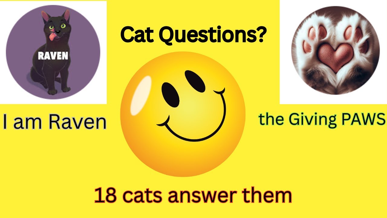 Cat Q/A session with @I am Raven - YouTube