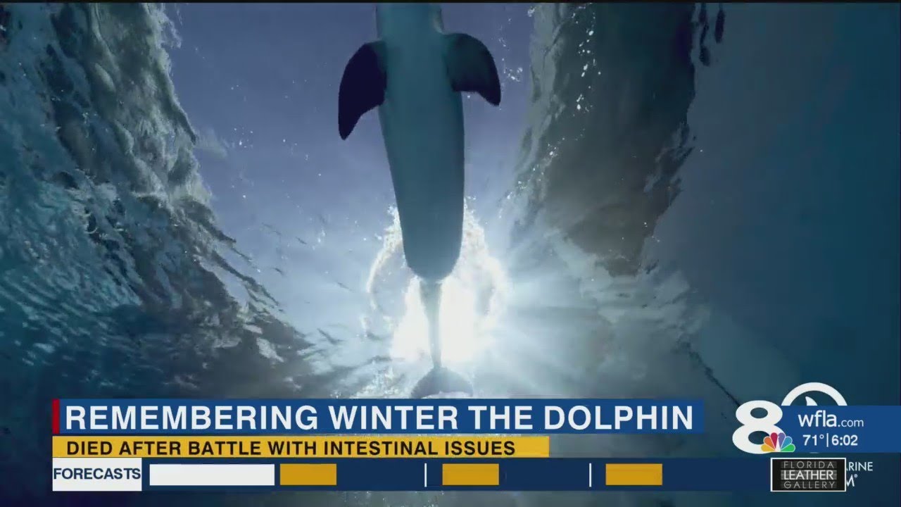 Winter the Dolphin dies after battle with intestinal issues - YouTube