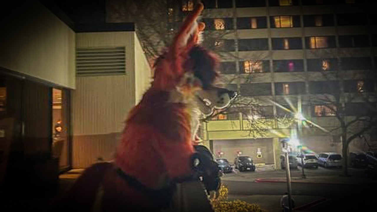 Furries were HORRIBLE to this Fursuiter... - YouTube