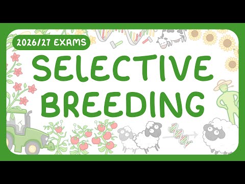 GCSE Biology - Selective Breeding (2026/27 exams)