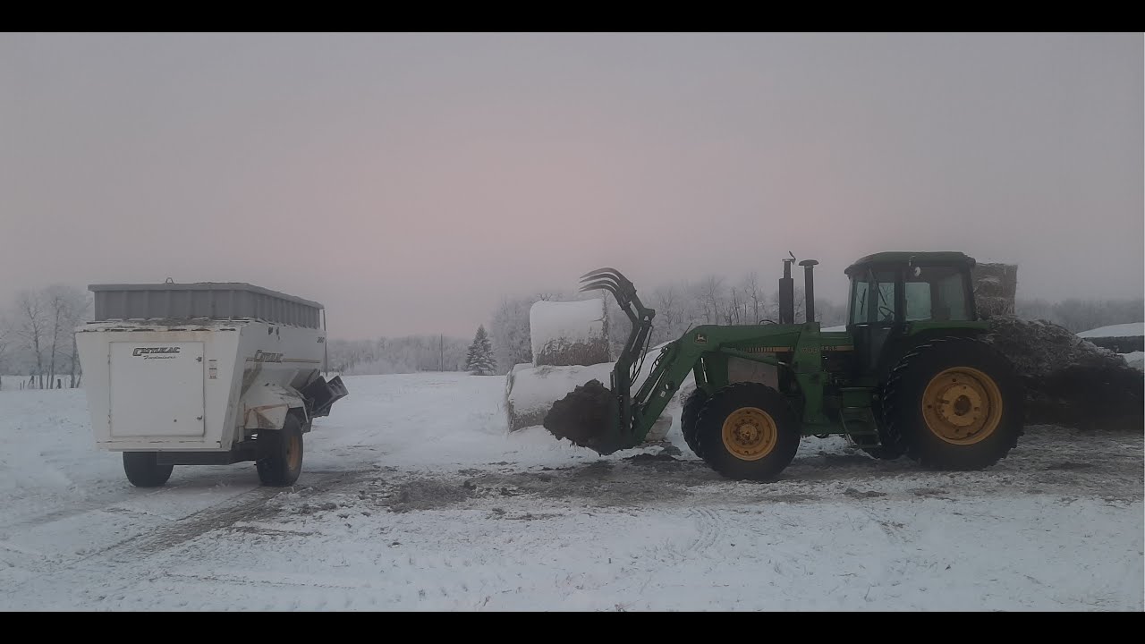 Feeding cows, processing calves & solving problems - YouTube