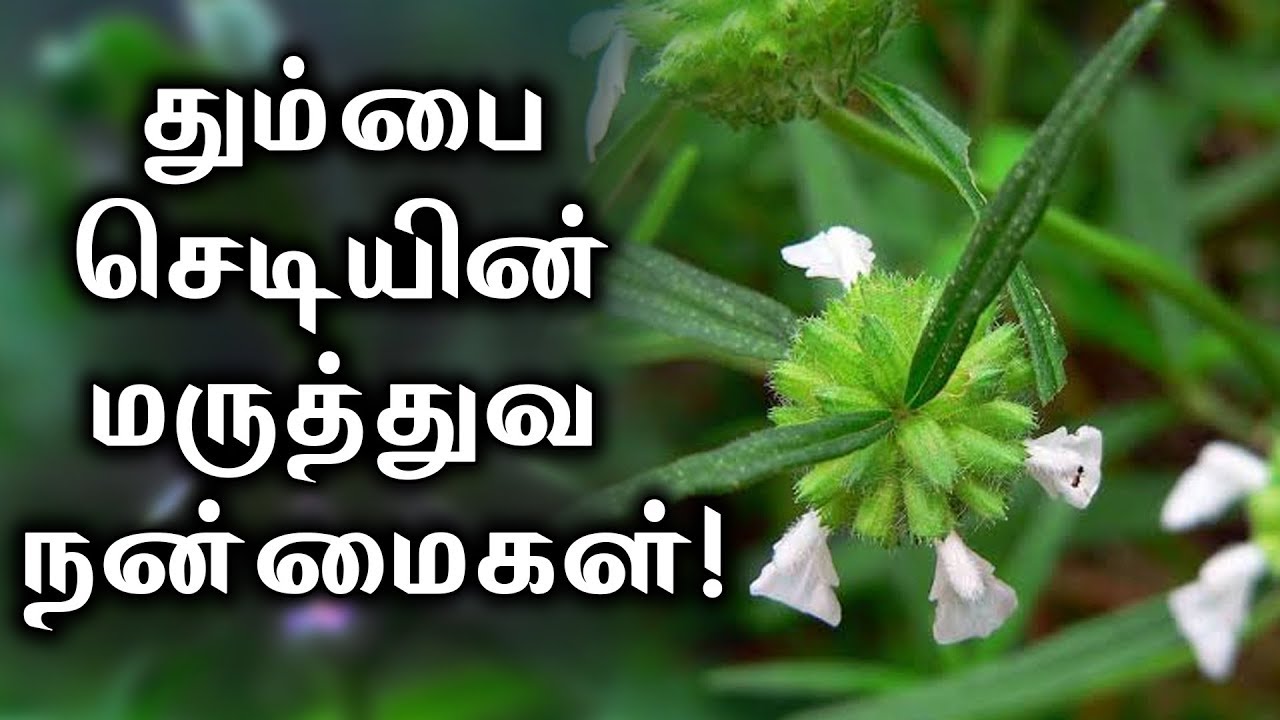 தும்பை செடியின் மருத்துவ நன்மைகள்! | THUMBAI POO |Medical benefits of ...