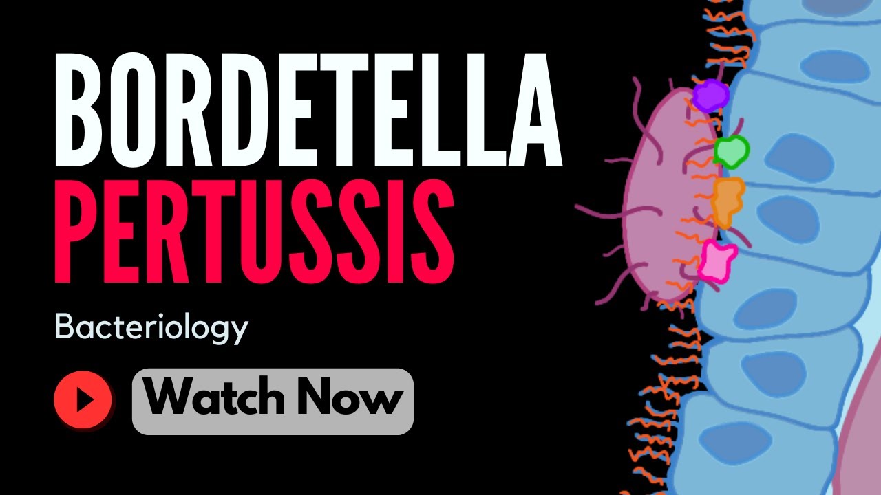 Pertussis: The Role of Bordetella Pertussis in Whooping Cough and ...