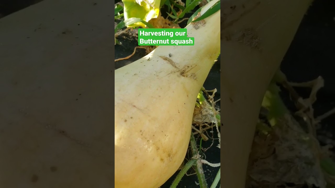 Harvesting out Butternut squash/ Backyard gardening/#shorts - YouTube
