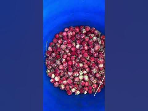 Как собирать ягоды! Секрет быстрого сбора ягод в лесу - YouTube