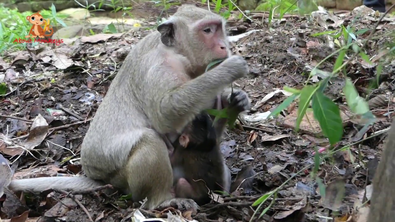 Oh! Baby Polly Confuse Mom - Dolly Monkey Grab Baby Polly From Popeye ...