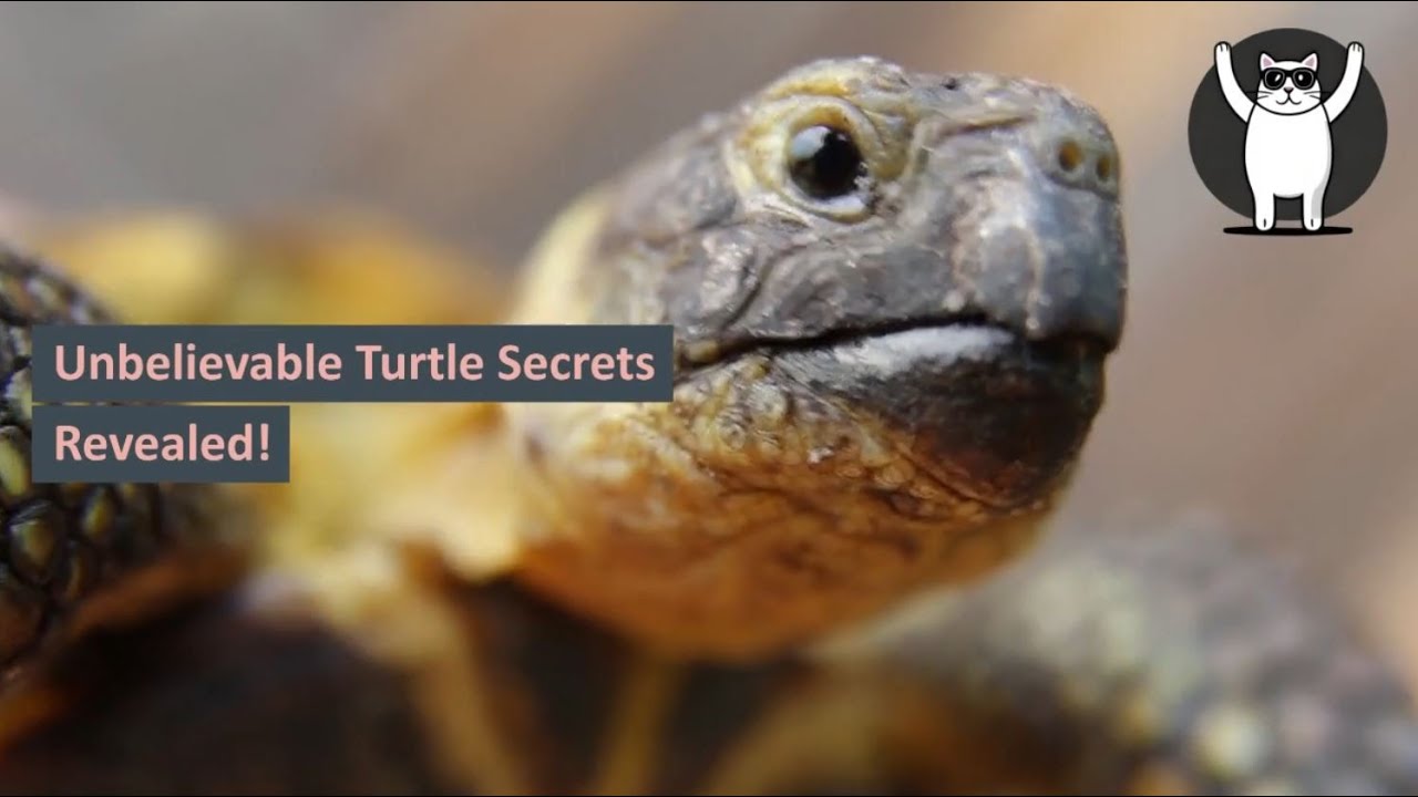 Unbelievable Turtle Secrets Revealed! - YouTube