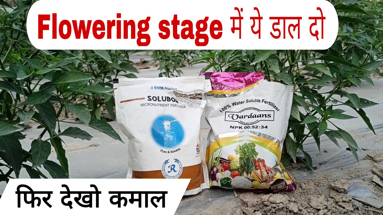 फूलों की अवस्था में boron और phosphorus का spray क्यों जरूरी है ? - YouTube