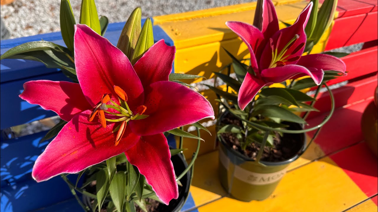 Spring Update - New Flowers and New Growth. - YouTube