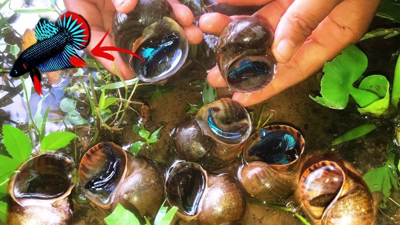 Wow!!! Unbelievable Unique Catch Wild Betta Imbellis In Snail Shell ...